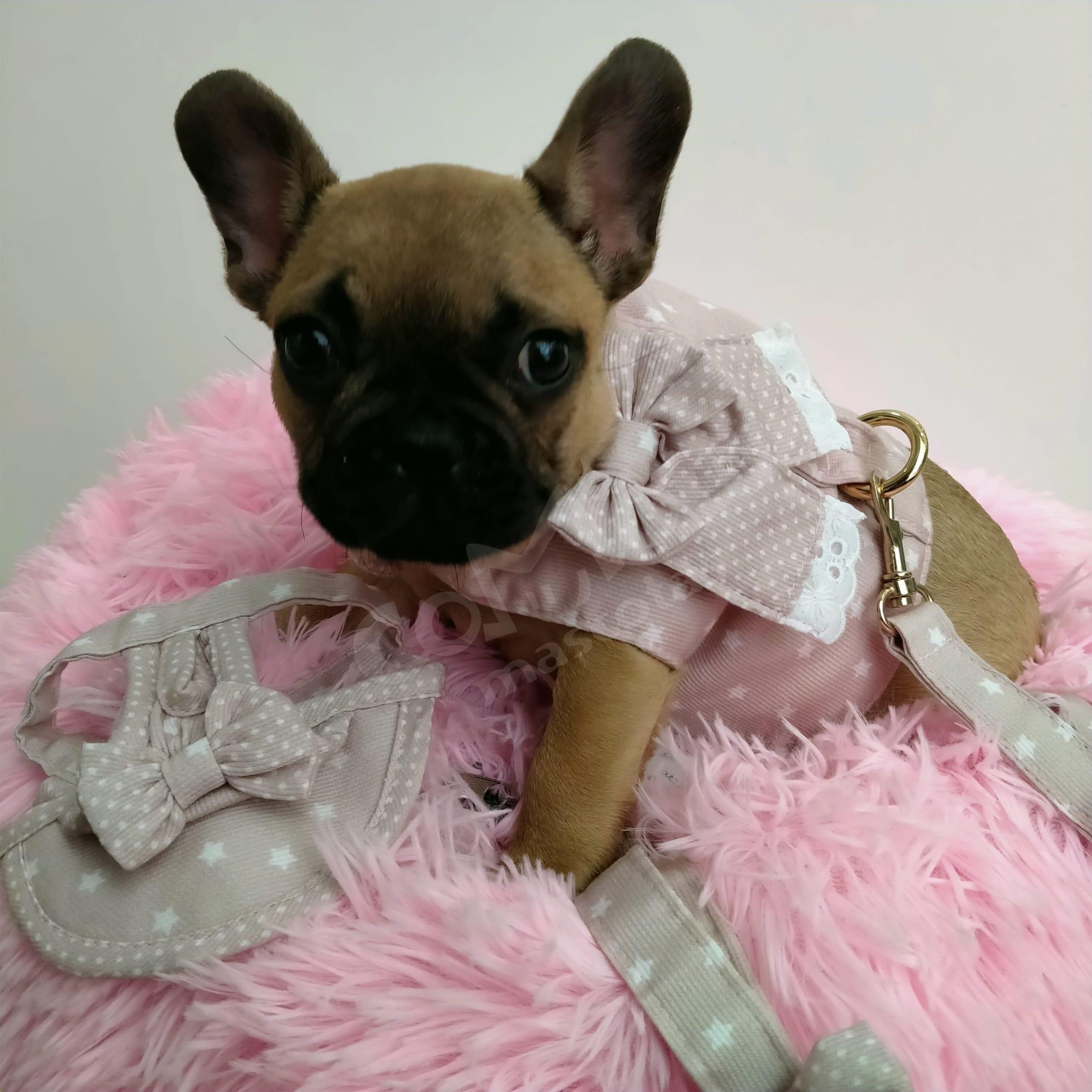 Arnés con Correa ComoTú® Beig Estrellas – Comotú Mascotas